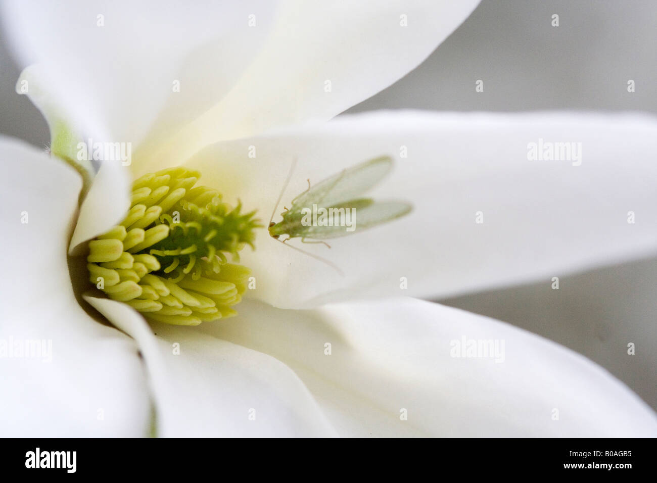 Insect Ephemeroptera on Magnolia Flower Beautiful new life signs in the ...