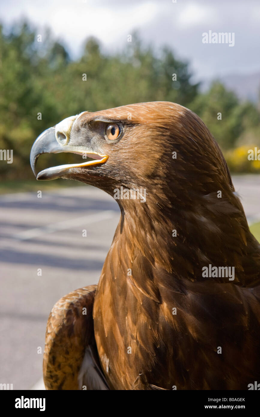 Scottish eagle feathers hi-res stock photography and images - Alamy