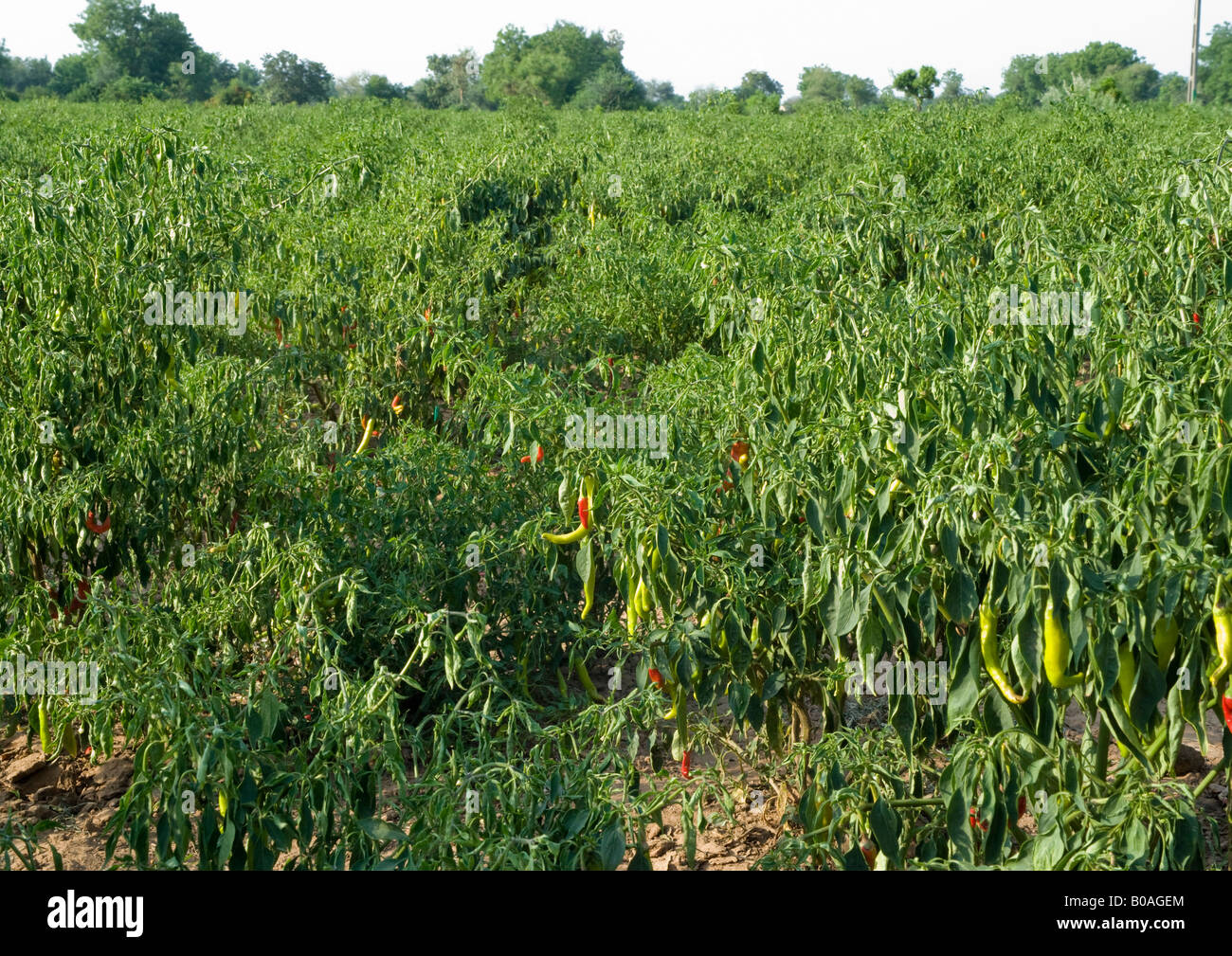 A large capsicum farm growing chili papers Stock Photo - Alamy
