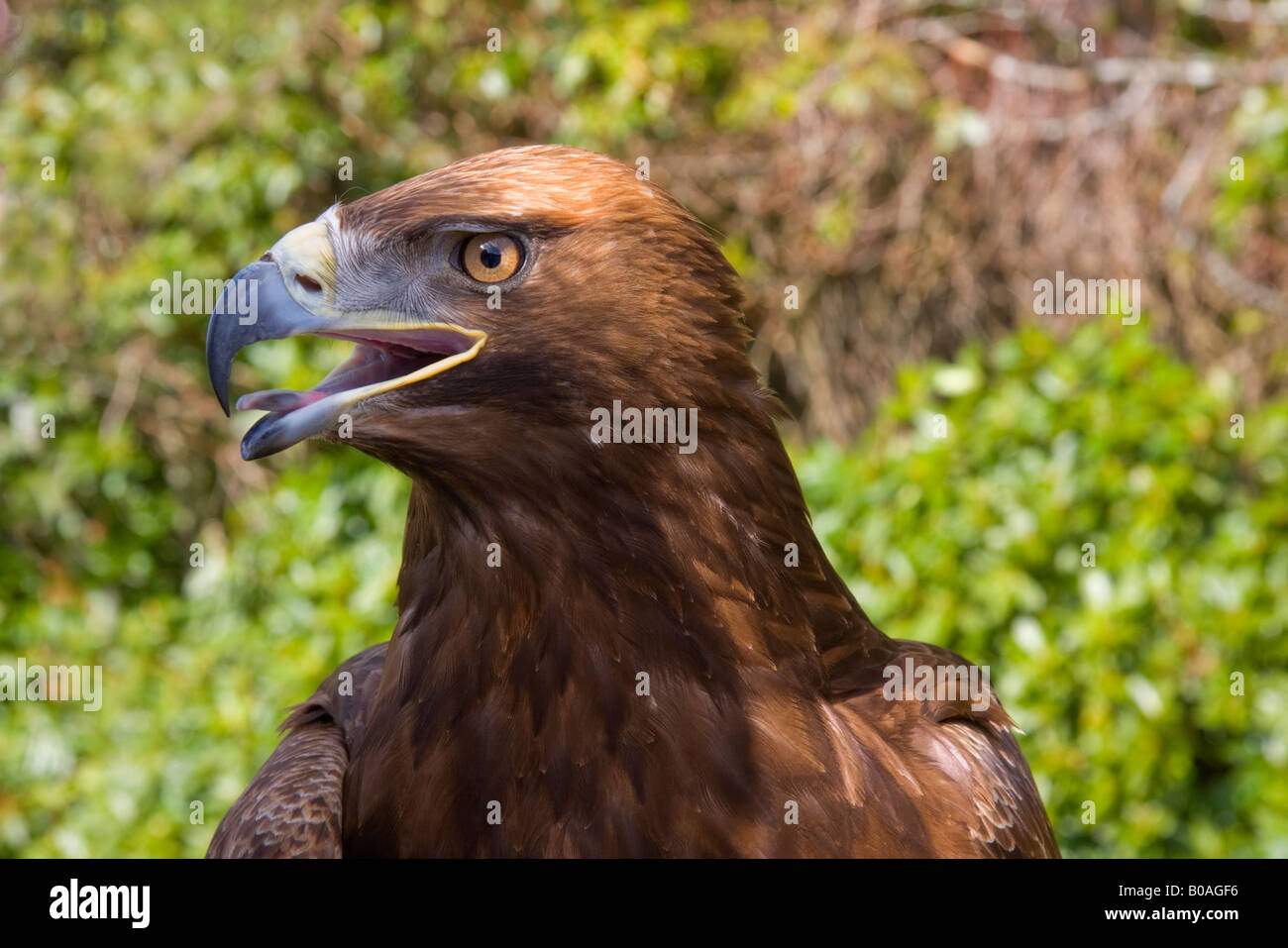 Golden Eagles Scotland Stock Photos & Golden Eagles Scotland Stock ...
