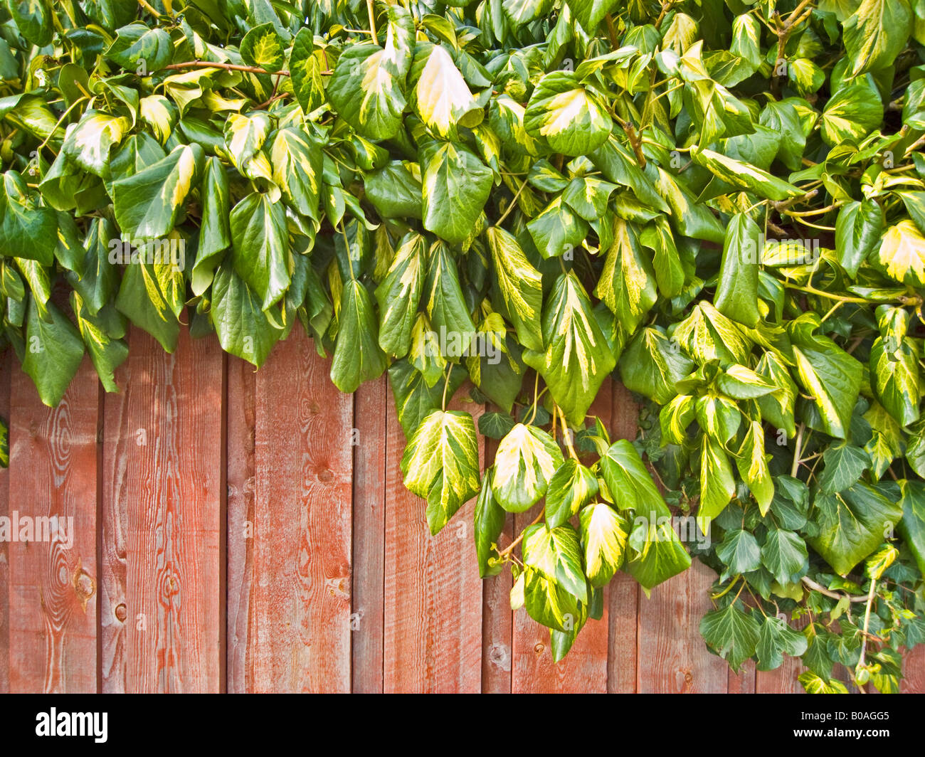 Ivy variegated hi-res stock photography and images - Alamy
