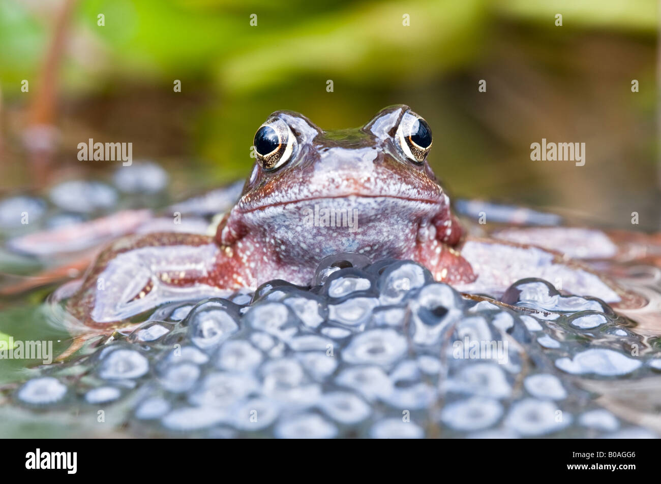 Female common frog (Rana temporaria) in a garden pond with frogspawn ...
