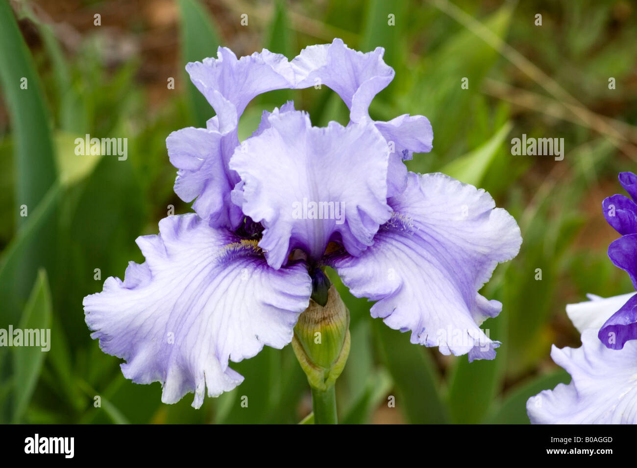 Iris bearded june hi-res stock photography and images - Alamy