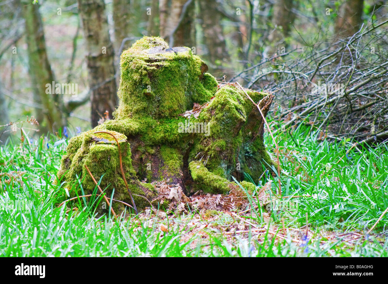 Moss covered old tree stump Stock Photo - Alamy