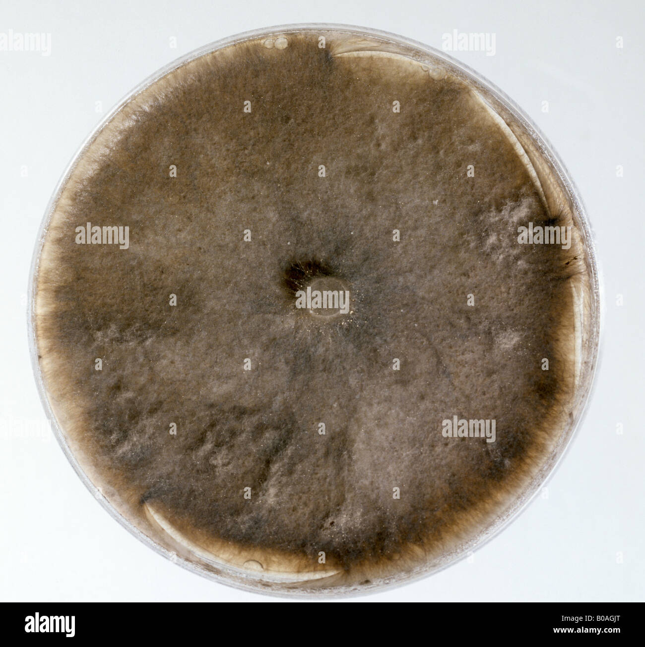 Take all Gaeumannomyces graminis culture on a PDA plate Stock Photo - Alamy