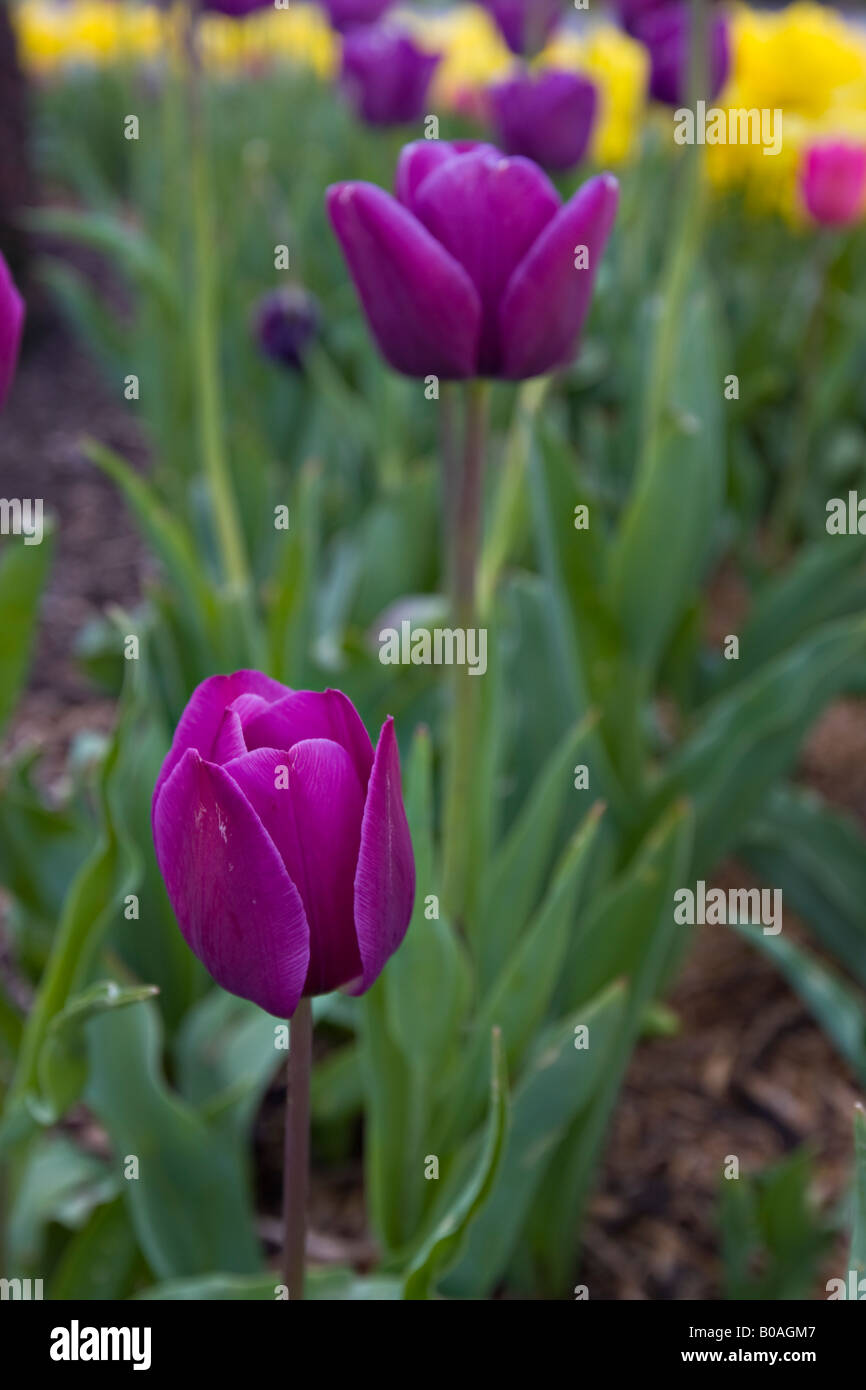 Set purple flowers hi-res stock photography and images - Alamy
