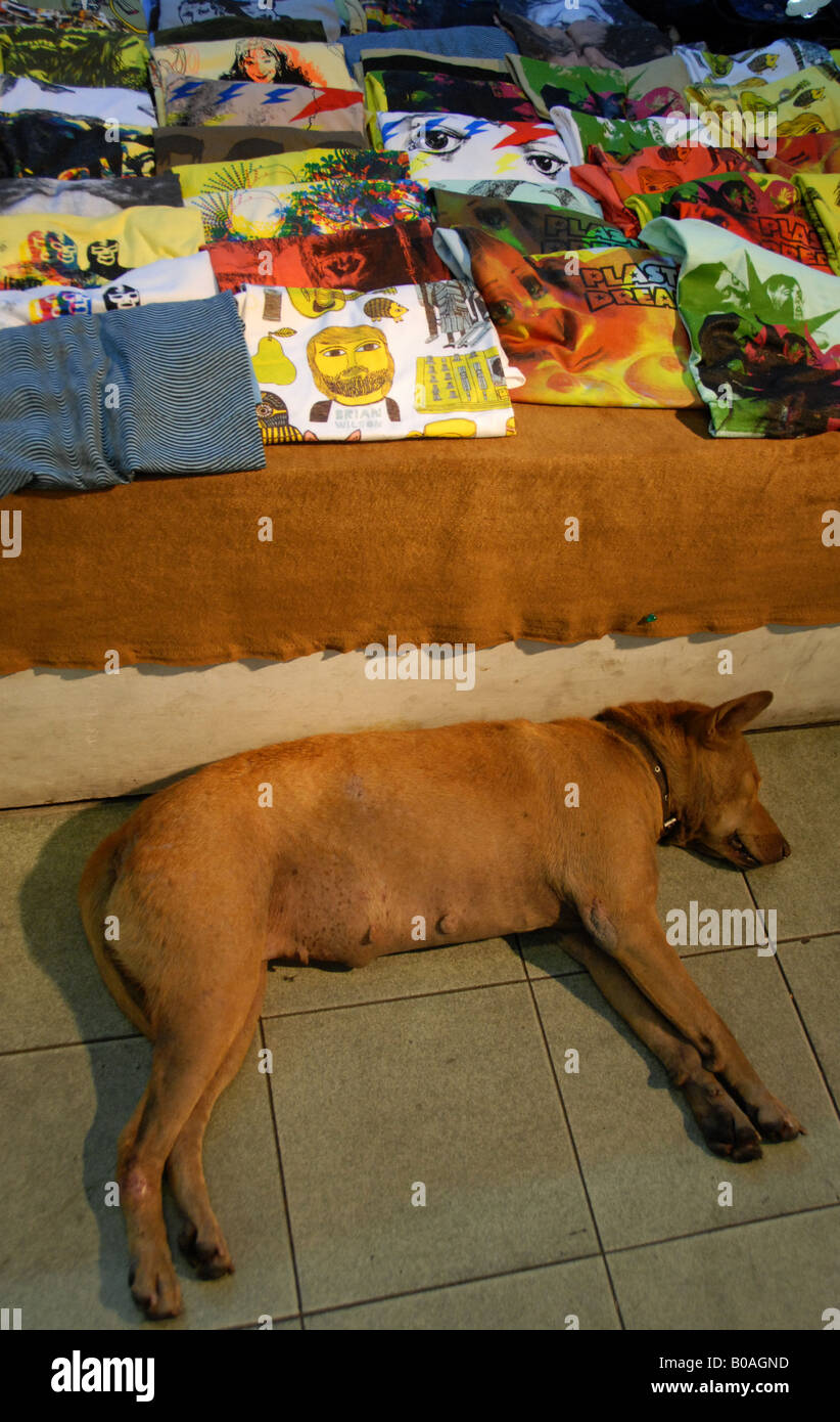 sleeping dog at lumpini night market( suan lum bazaar), bangkok ...