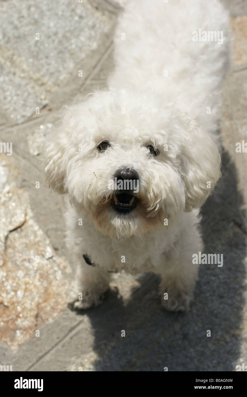 A picture of my dog Puffo Stock Photo - Alamy