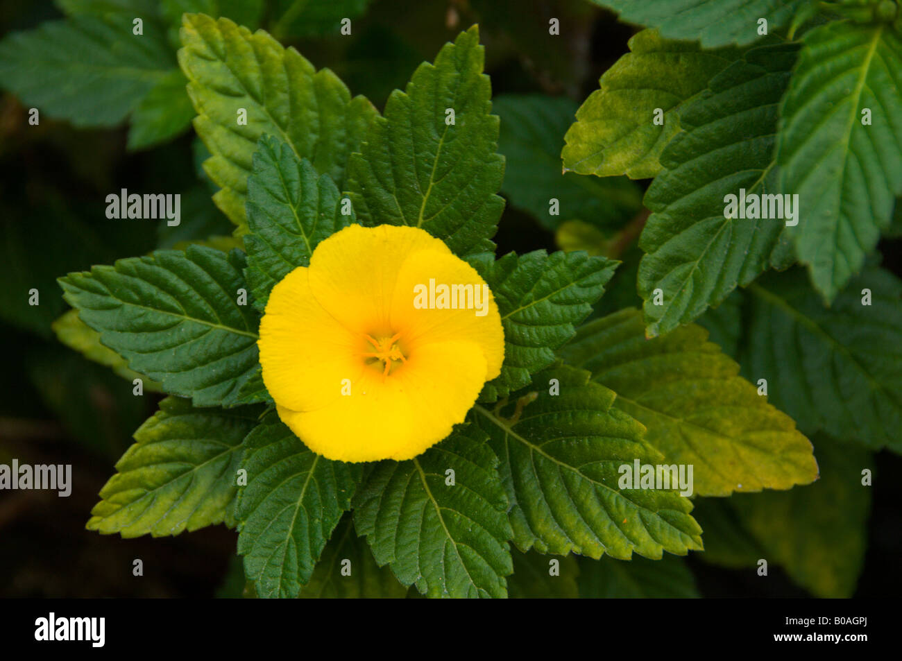 A closeup portrait of a yellow alder flower in Key West Florida USA ...