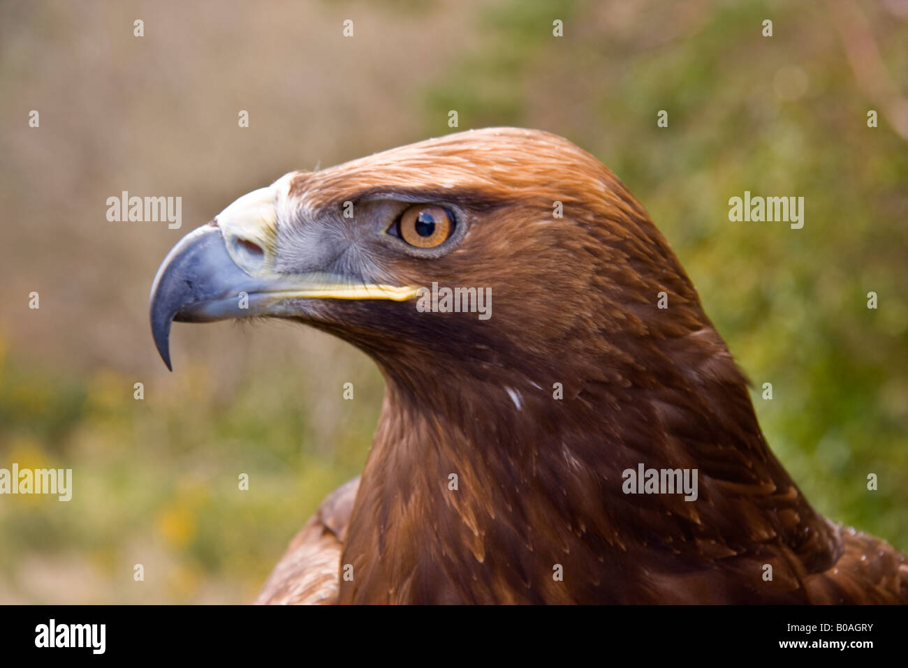 Scottish eagle feathers hi-res stock photography and images - Alamy