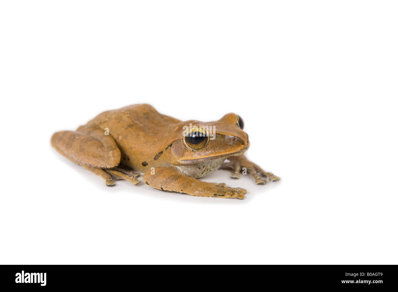 Golden tree frog hi-res stock photography and images - Alamy
