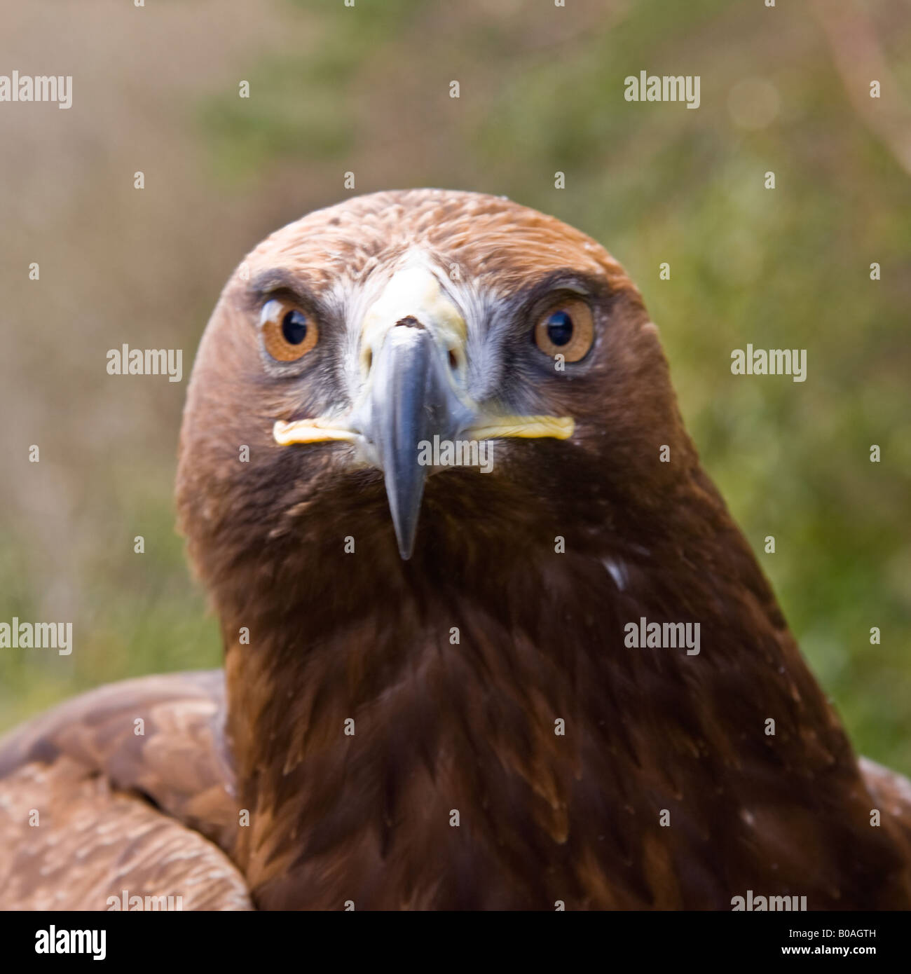 Scottish eagle feathers hi-res stock photography and images - Alamy
