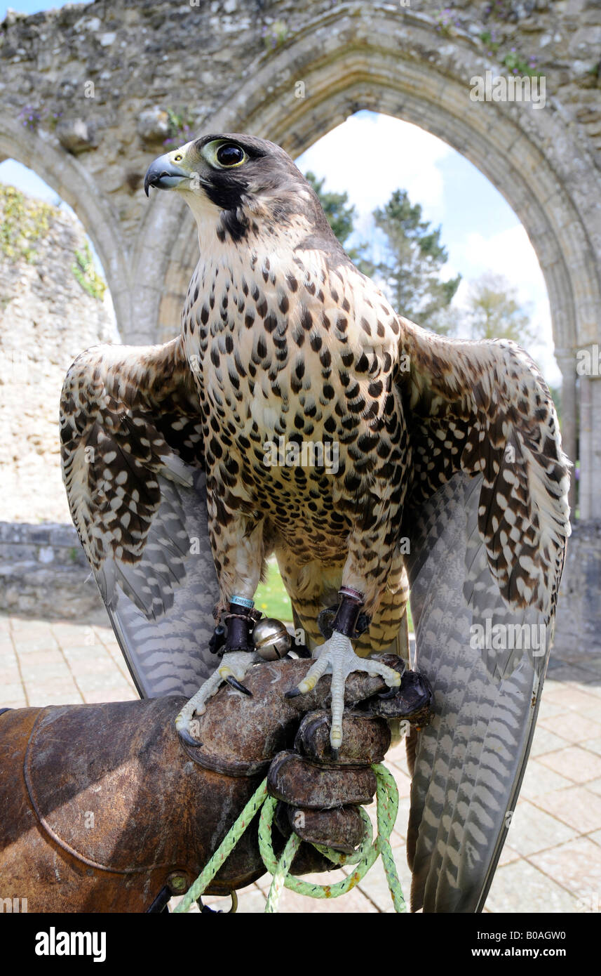 Peregrine Falcon Falco peregrinus Stock Photo - Alamy