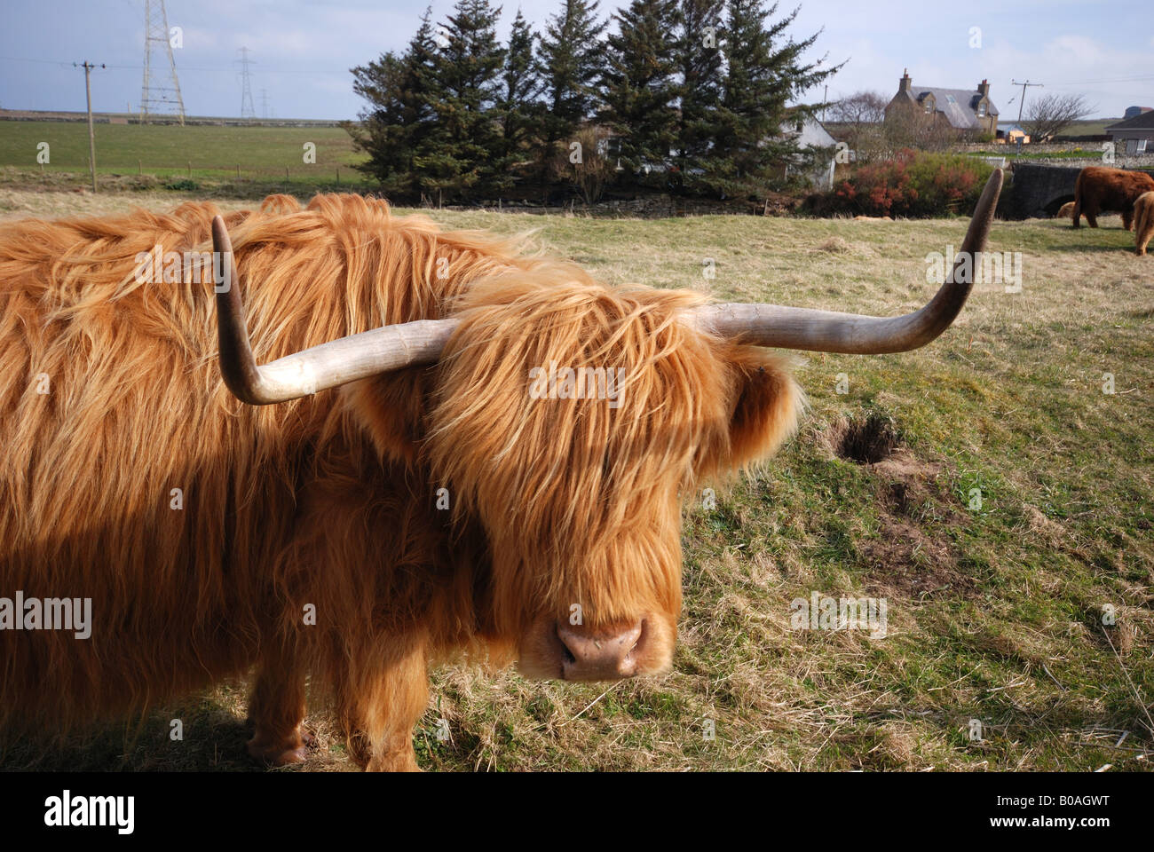 aberdeen angus cow in fields highlands scotland Stock Photo - Alamy