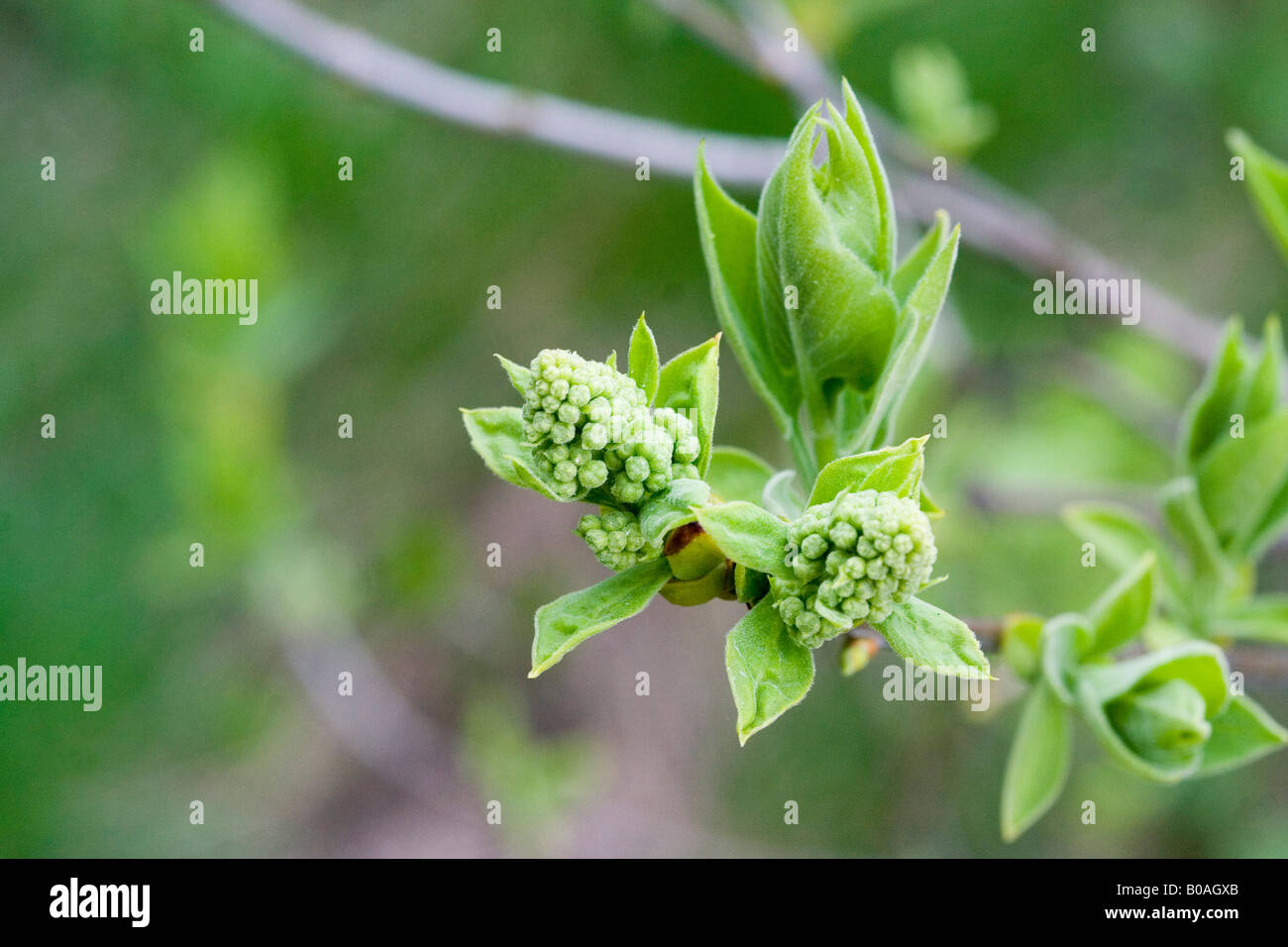 Bud of Lilac Beautiful new life signs in the spring Stock Photo - Alamy
