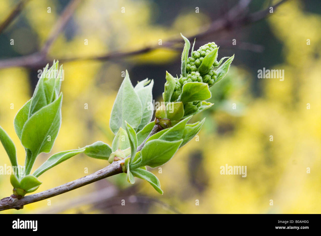Bud of Lilac Beautiful new life signs in the spring Stock Photo - Alamy