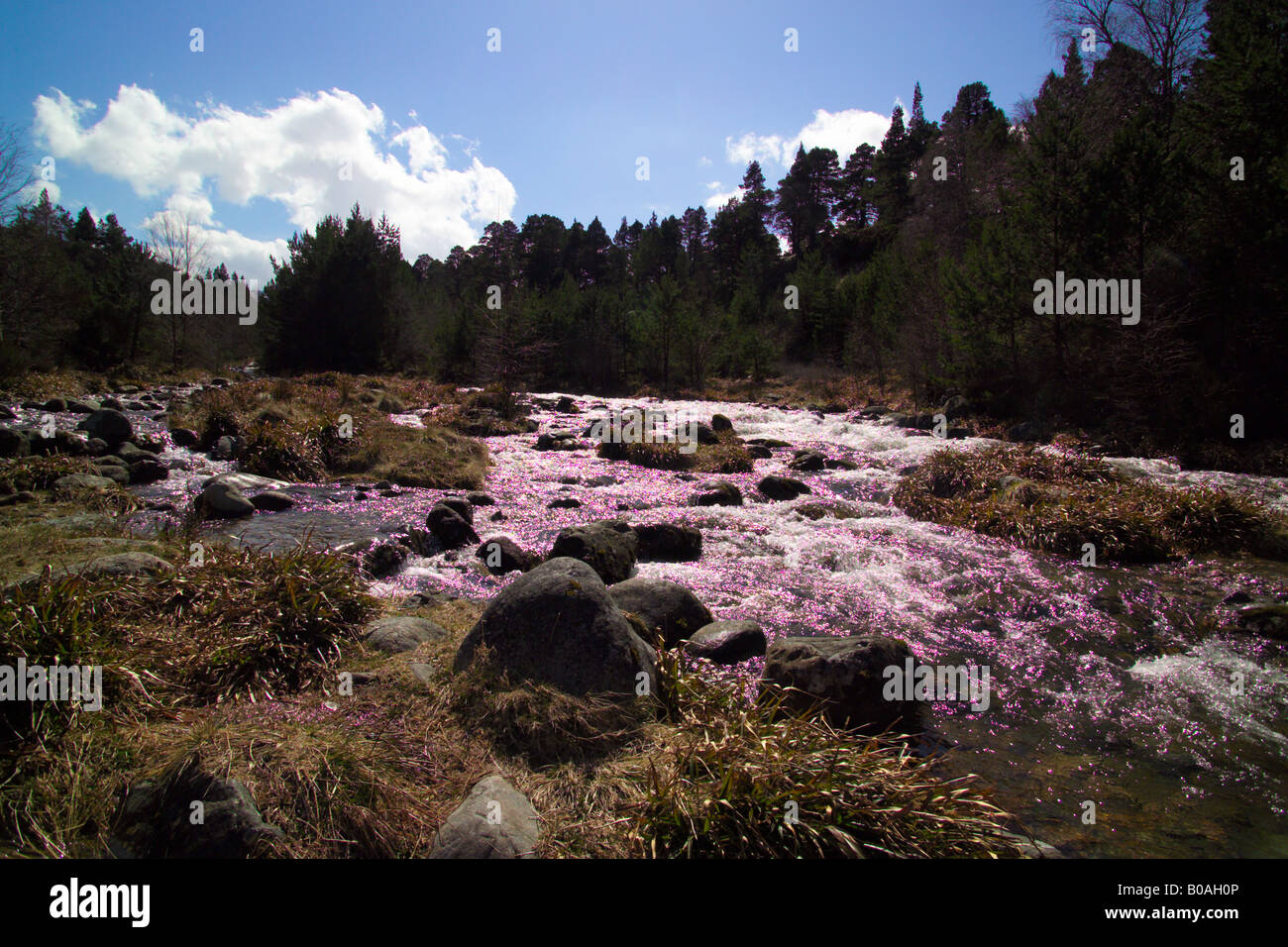 river running into loch morlich highlands scotland Stock Photo - Alamy