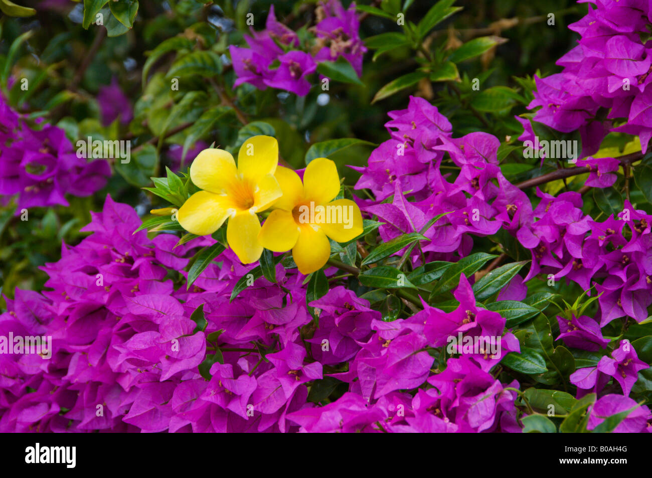 Tropical foliage of Bougainvillea and the golden trumpet flowers in the ...