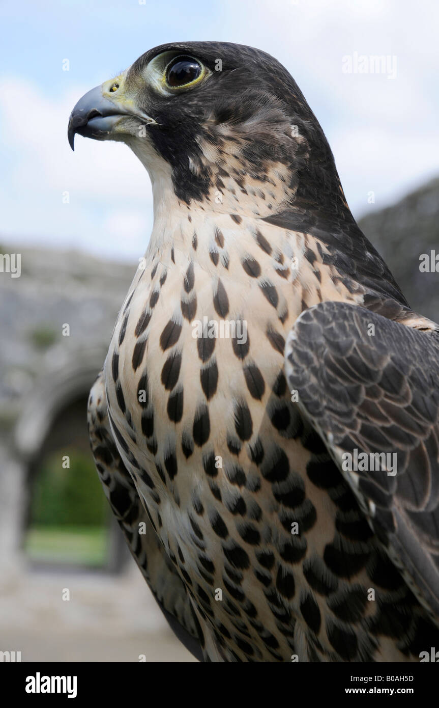 Peregrine Falcon Falco peregrinus Stock Photo - Alamy