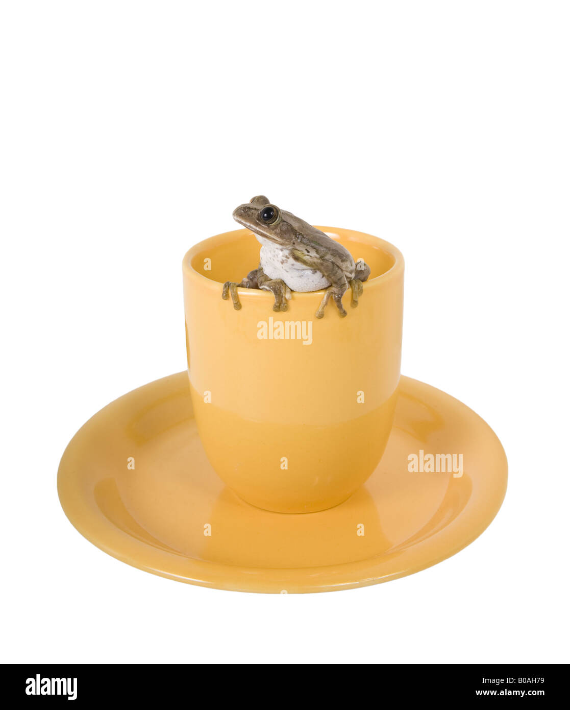Frog in the tree Cut Out Stock Images & Pictures - Alamy