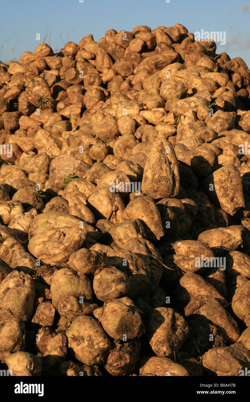 Sugar beet clamp Stock Photo - Alamy