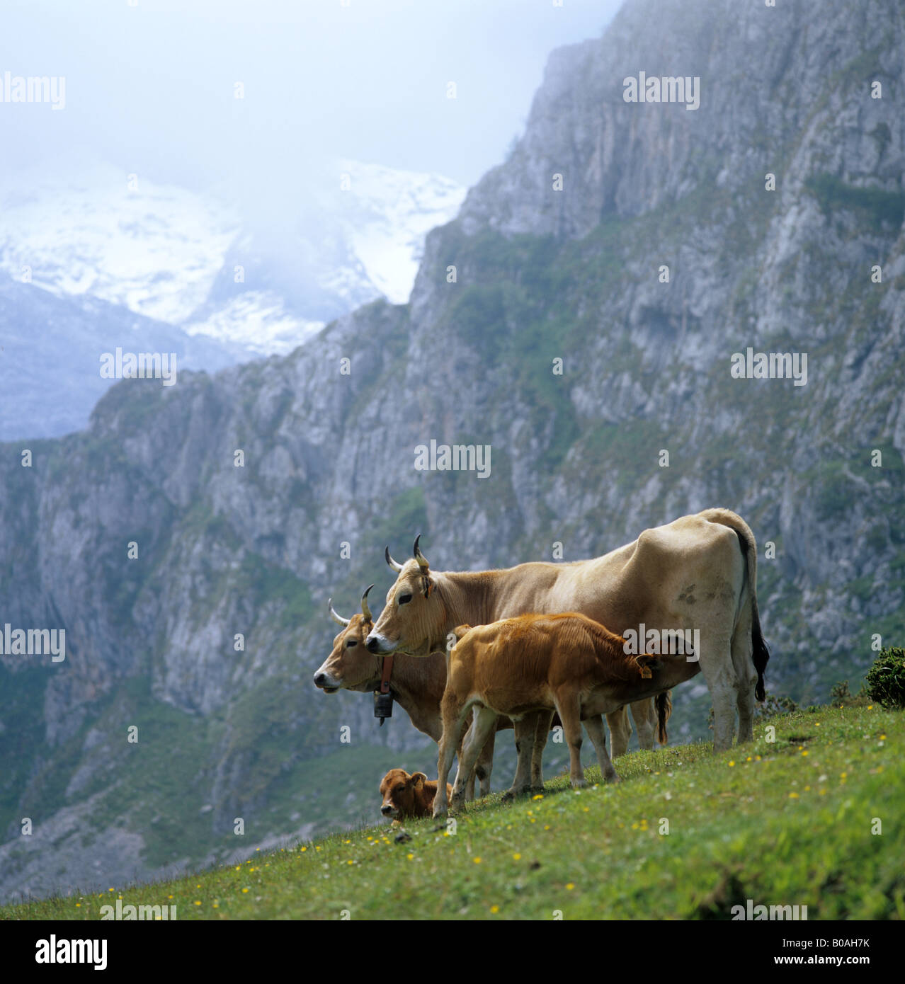 Asturian mountain cows and sucking calf in dramatic mountain scenery ...