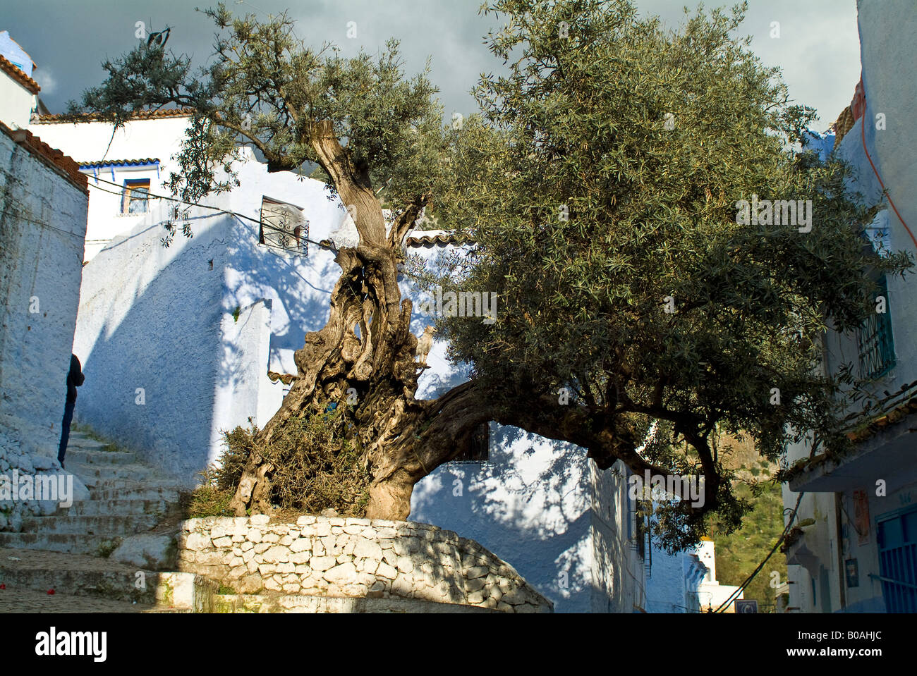 Old olive tree in the Medina, Chefchaouen, Morocco Stock Photo - Alamy
