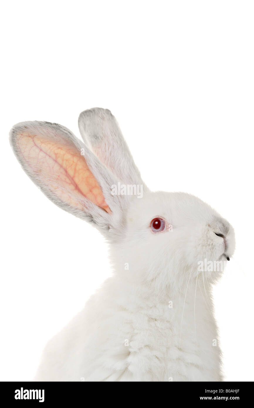 Little live pets hi-res stock photography and images - Alamy