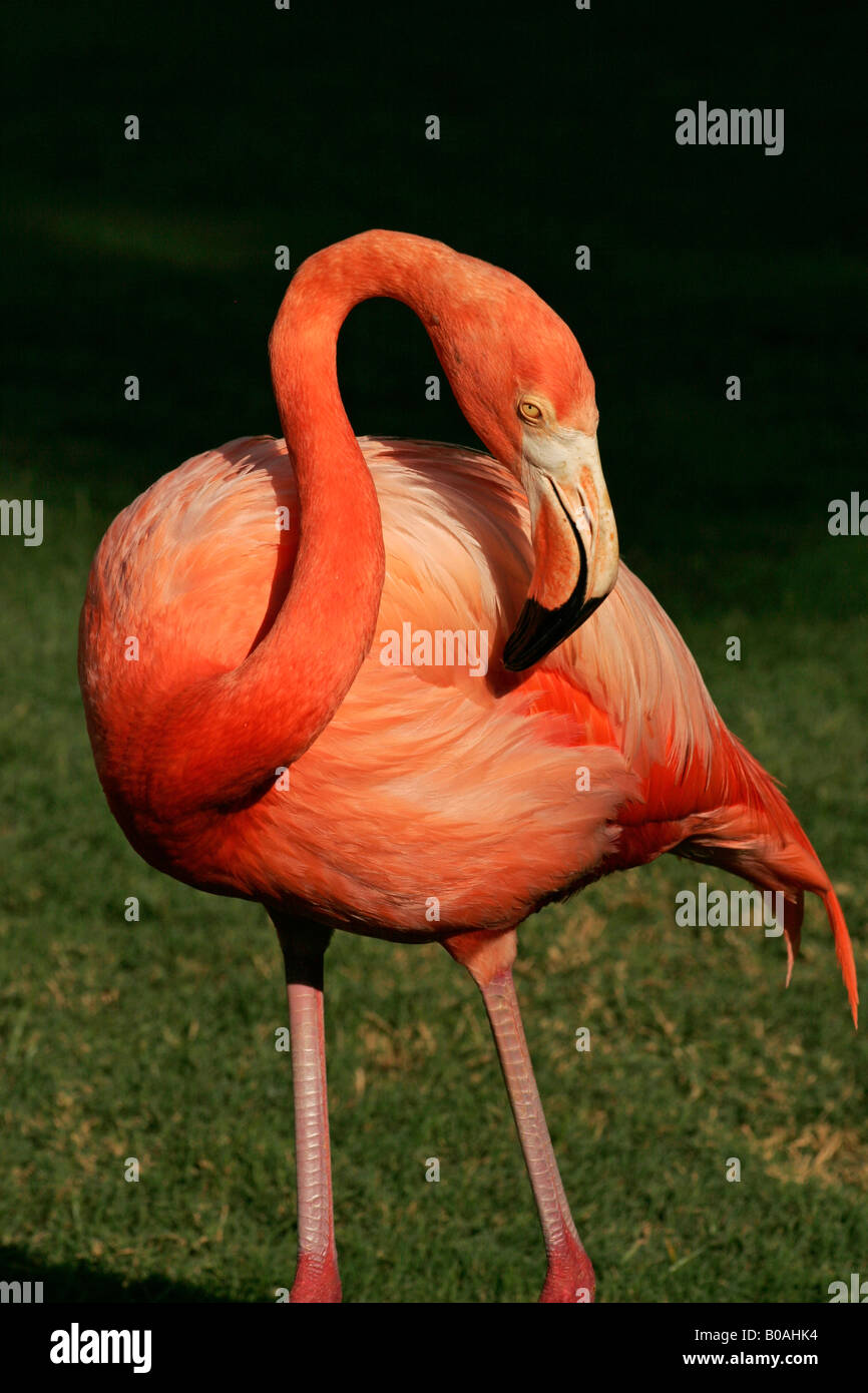 Scratching feathers hi-res stock photography and images - Alamy