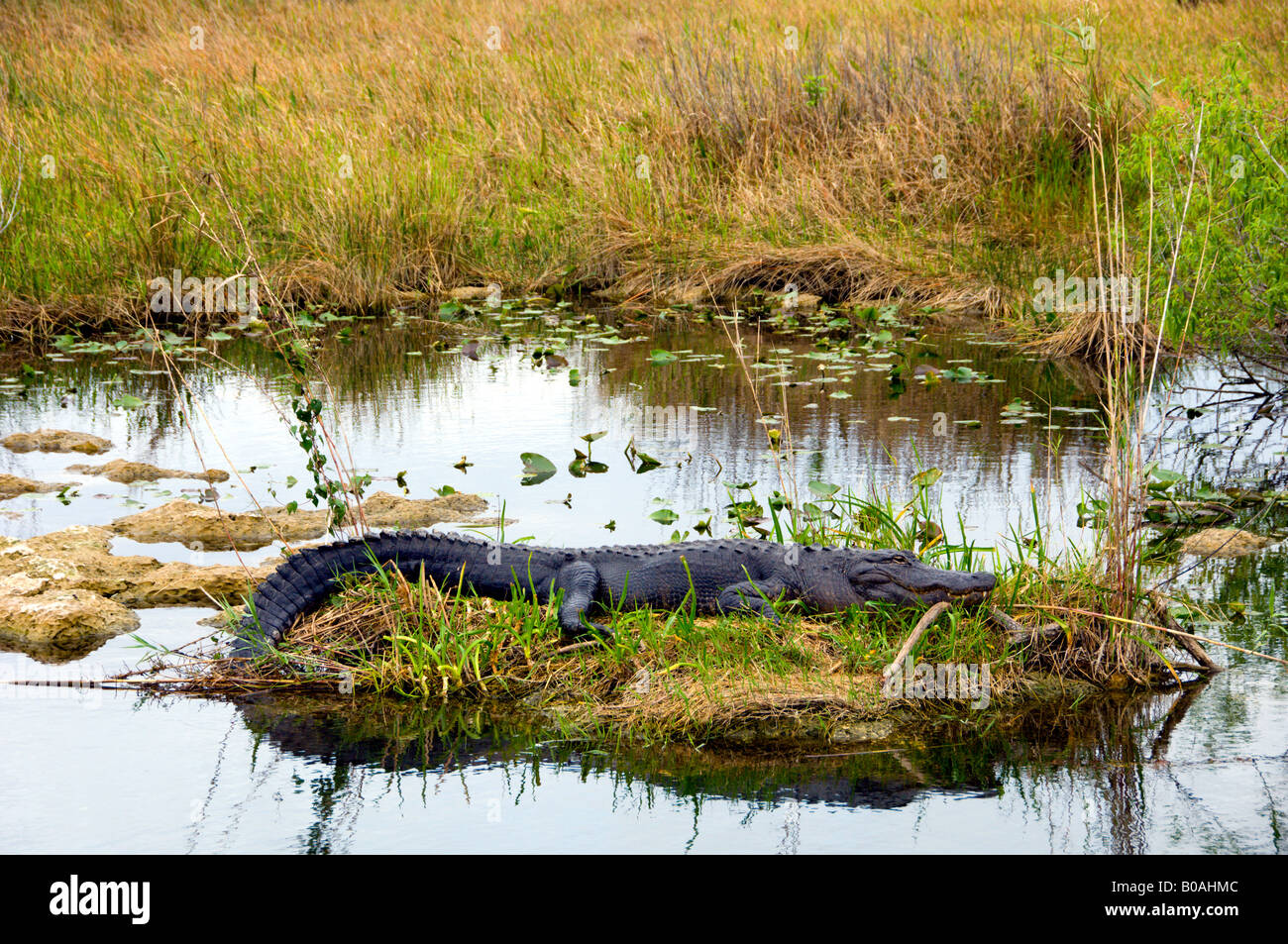 An American Alligator sunning in the Everglades National Park Florida ...