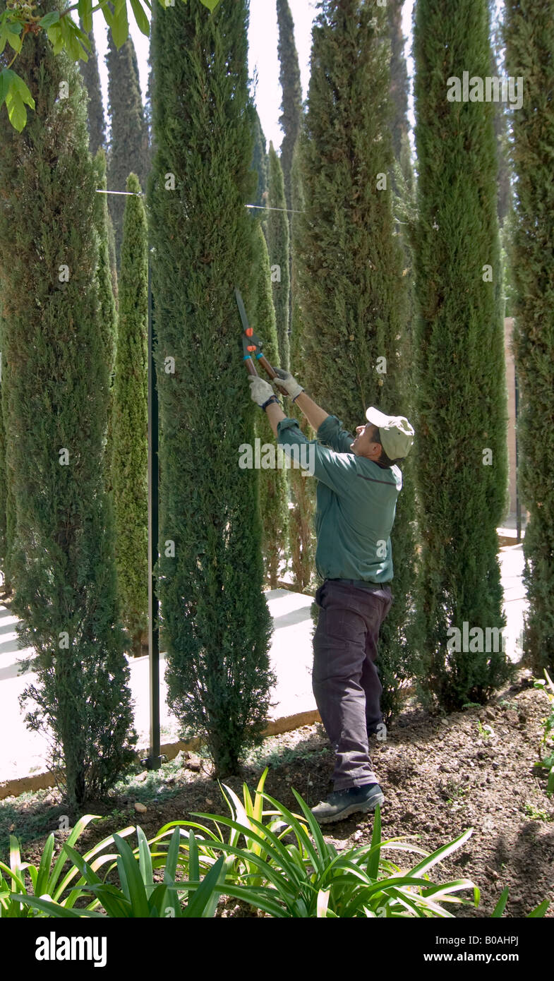 Gardener cutting tree,Alhambra,Granada,Andalusia, Spain Stock Photo - Alamy