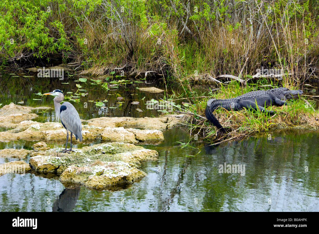 The Great Blue Heron an an American Alligator in the marshes of the ...