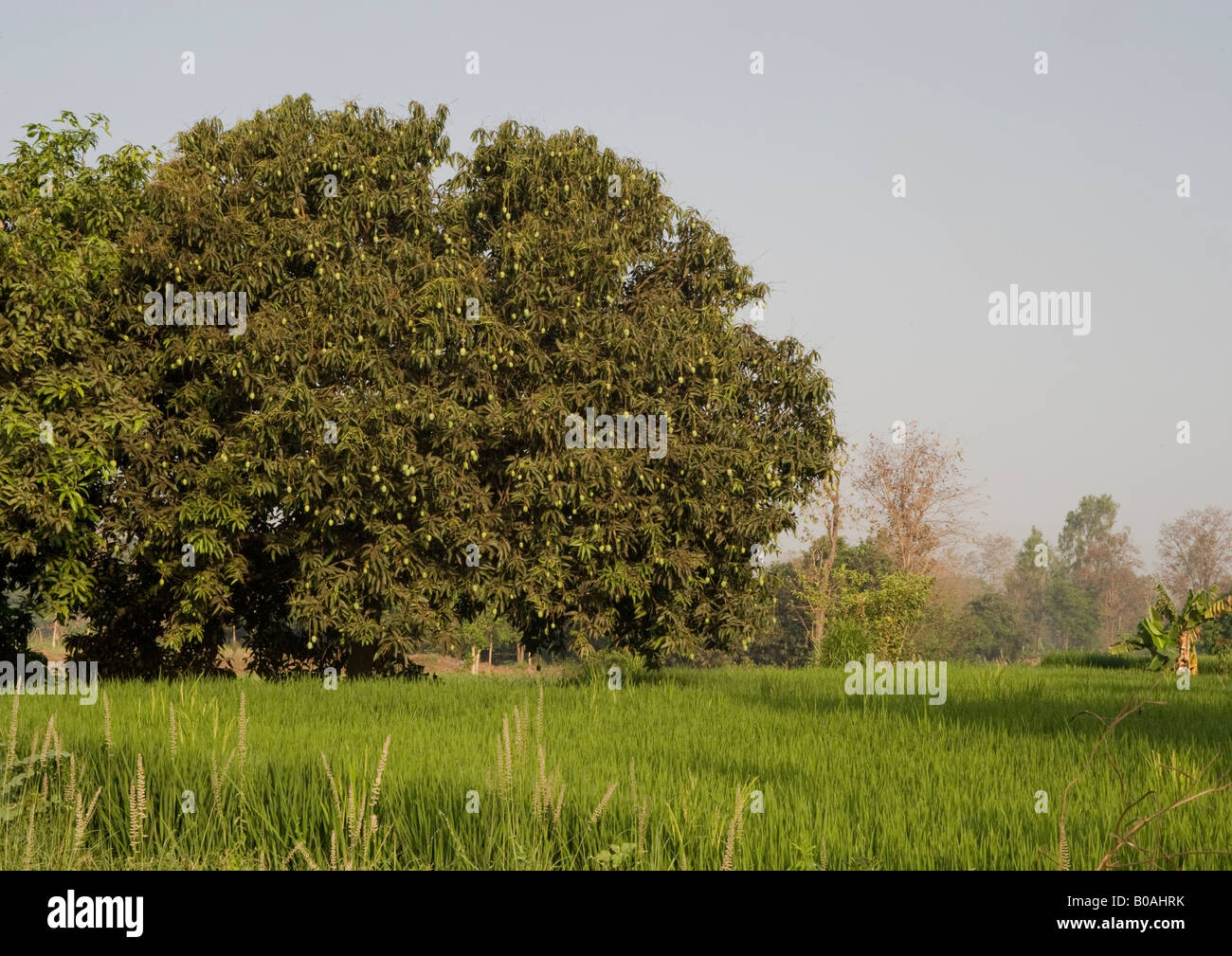 Handsome landscape of large mango trees full of growing mango fruits ...