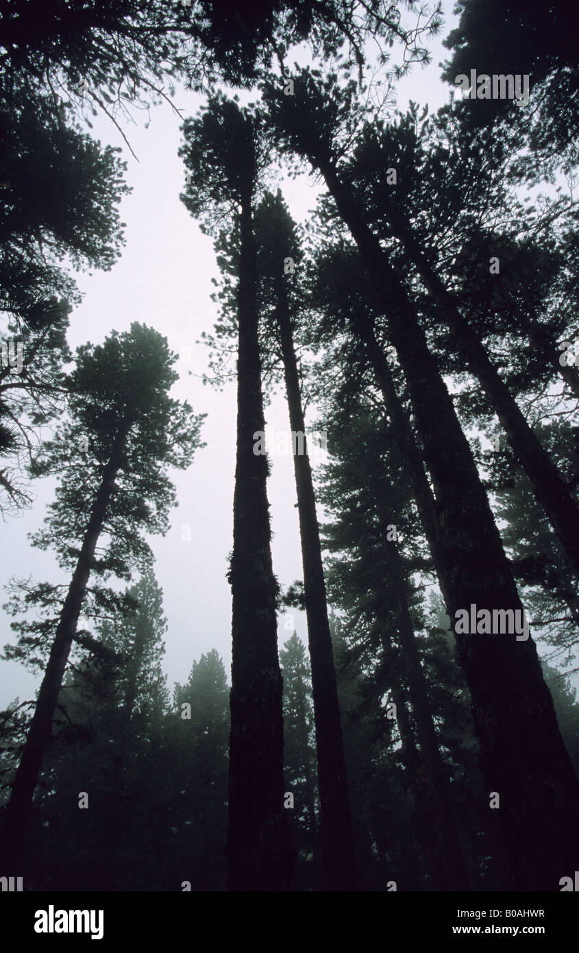 Pinus sylvertris hi-res stock photography and images - Alamy