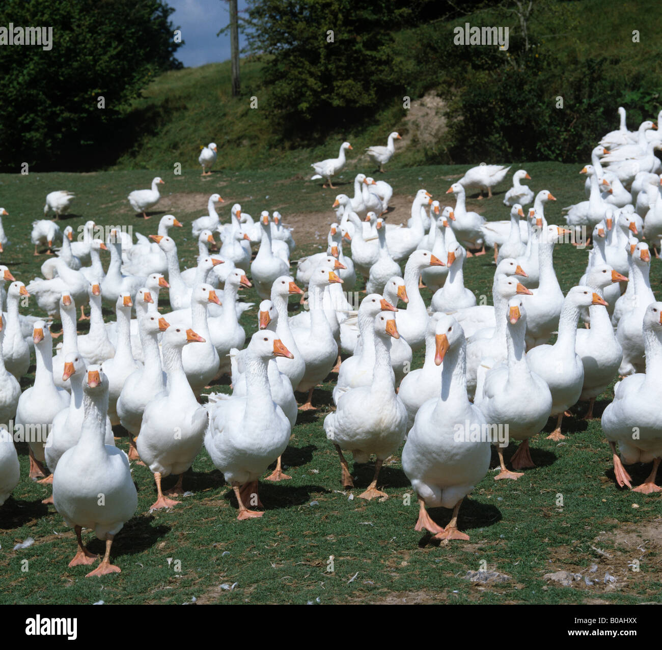 Farmed birds hi-res stock photography and images - Alamy