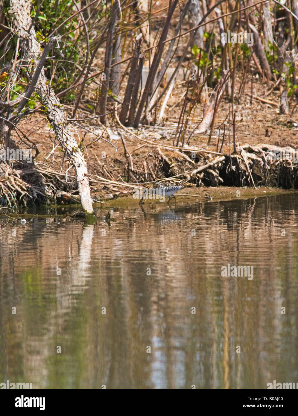 American Bittern Botaurus lentiginosus Stock Photo - Alamy