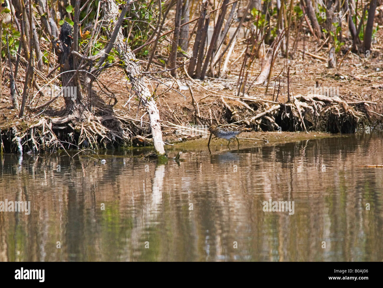 American Bittern Botaurus lentiginosus Stock Photo - Alamy