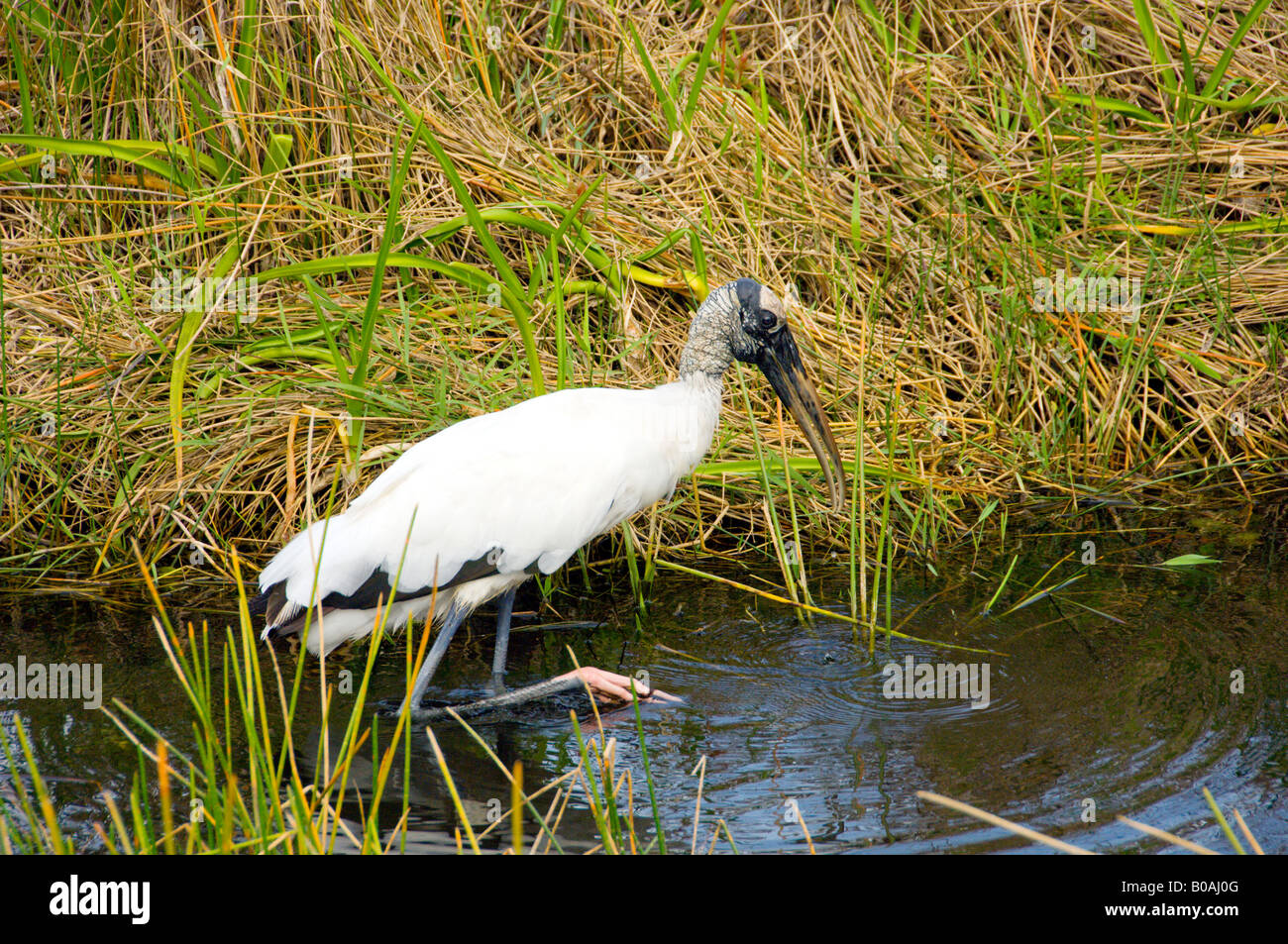 The Wood Stork feeding in the marshes of the Everglades National Park ...