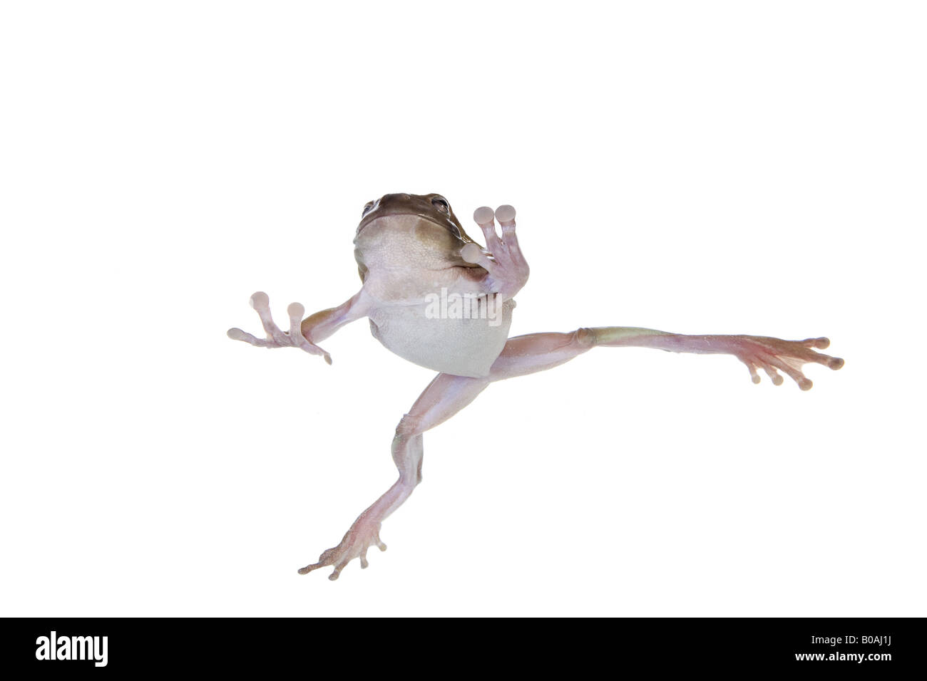 Dumpy Tree frog under water with legs out isolated on white background ...