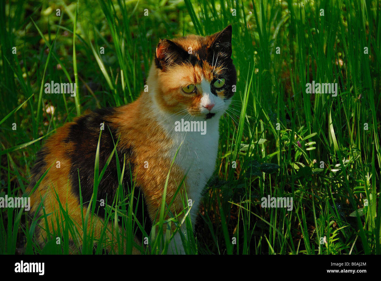 A kitten in a field Stock Photo - Alamy