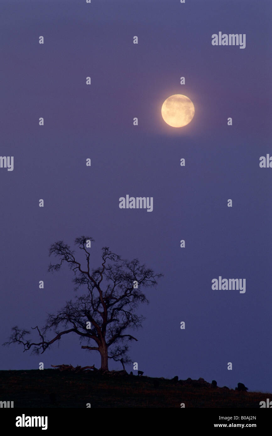 Full moon setting at dawn over oak tree in the foothills near Plymouth ...