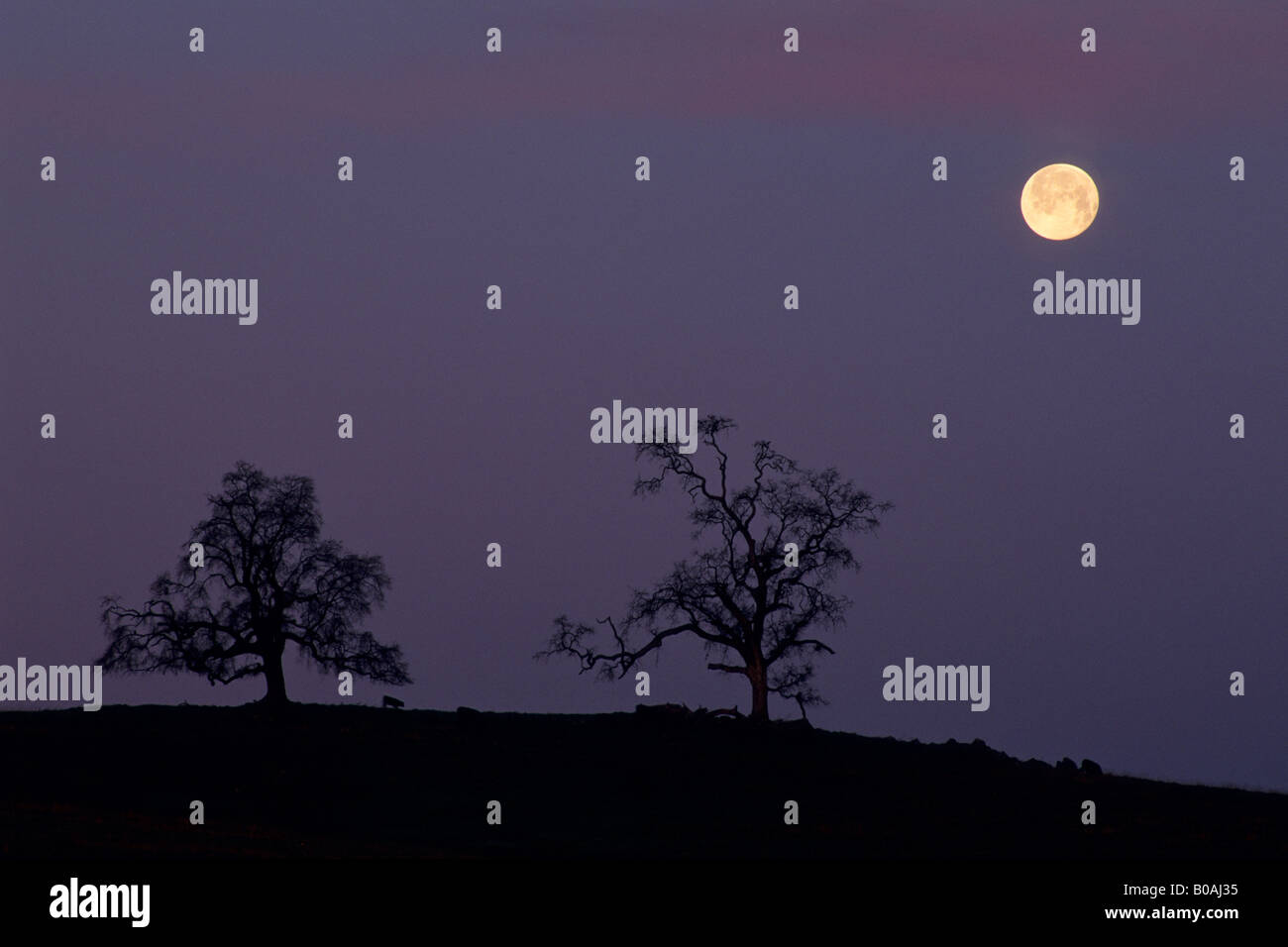 Full moon setting at dawn over oak tree in the foothills near Plymouth ...