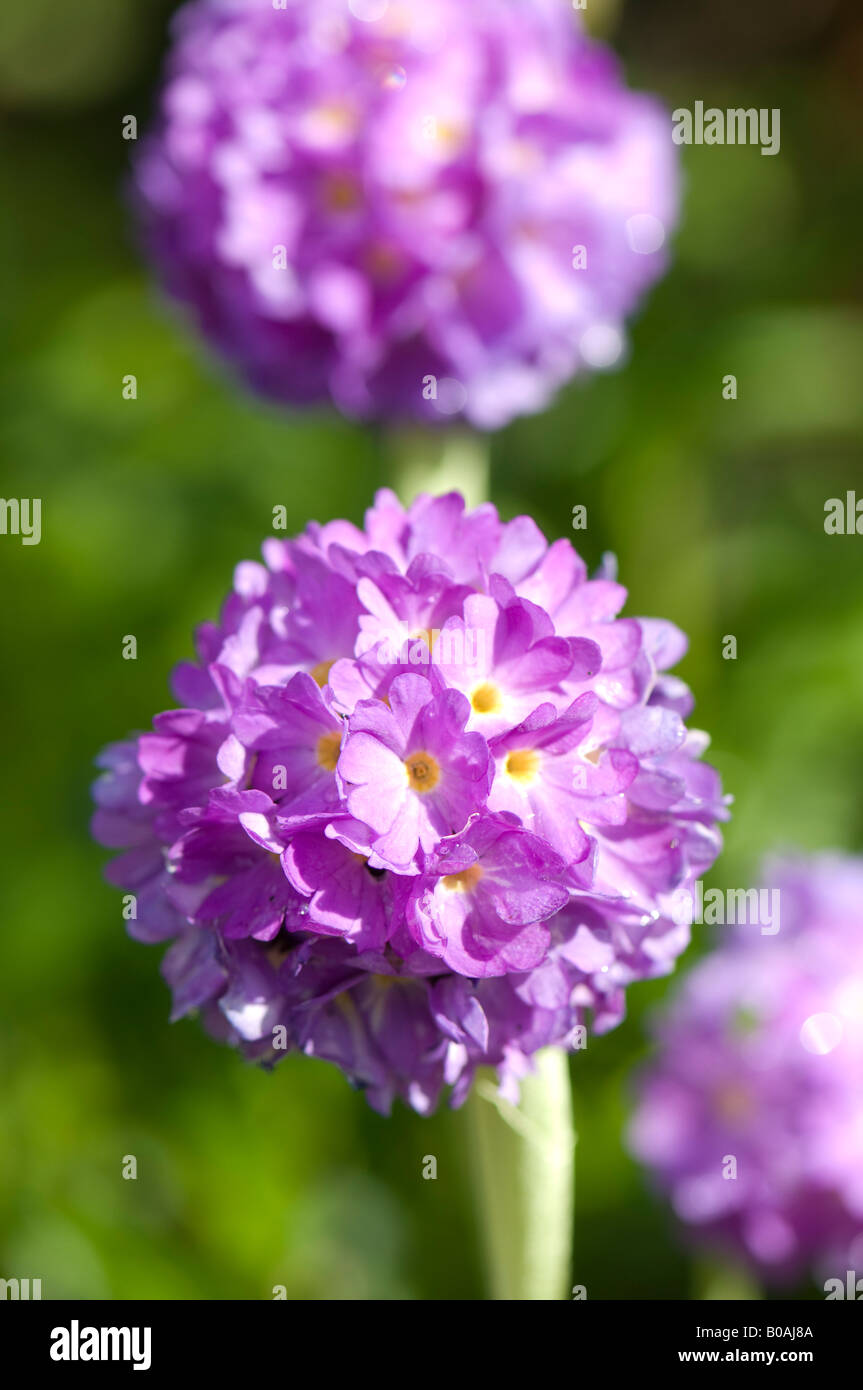 Primula Denticulata Hi Res Stock Photography And Images Alamy