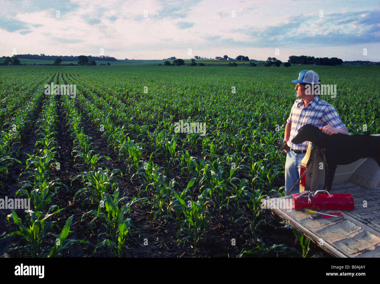 farmer with dog at cornfield Stock Photo - Alamy