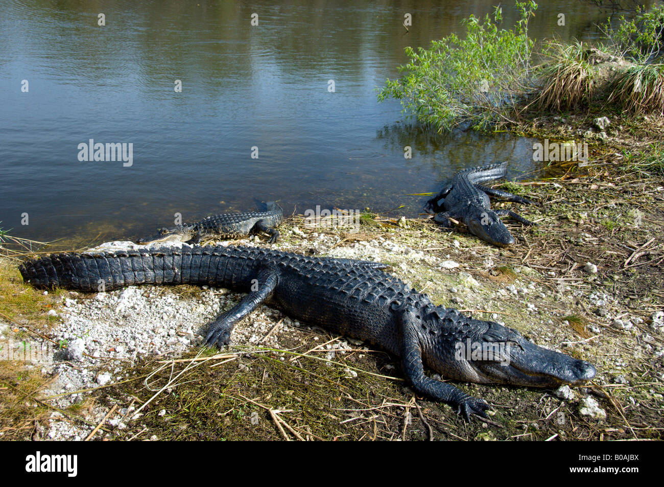 Several American alligators sunning in the Evergalades National Park ...