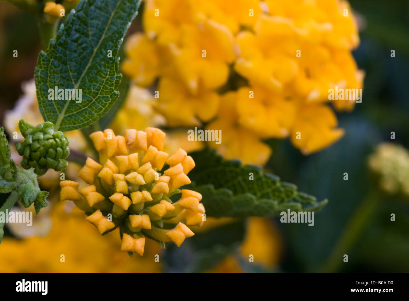 Yellow Dwarf Lantana buds and blossoms Stock Photo - Alamy