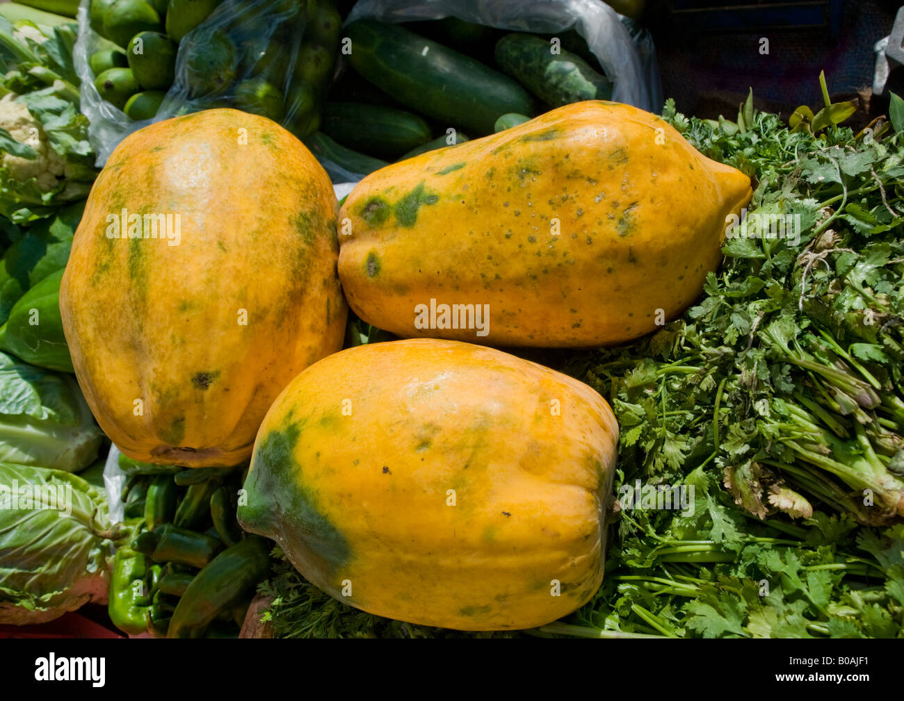 Corandrum sativum hi-res stock photography and images - Alamy