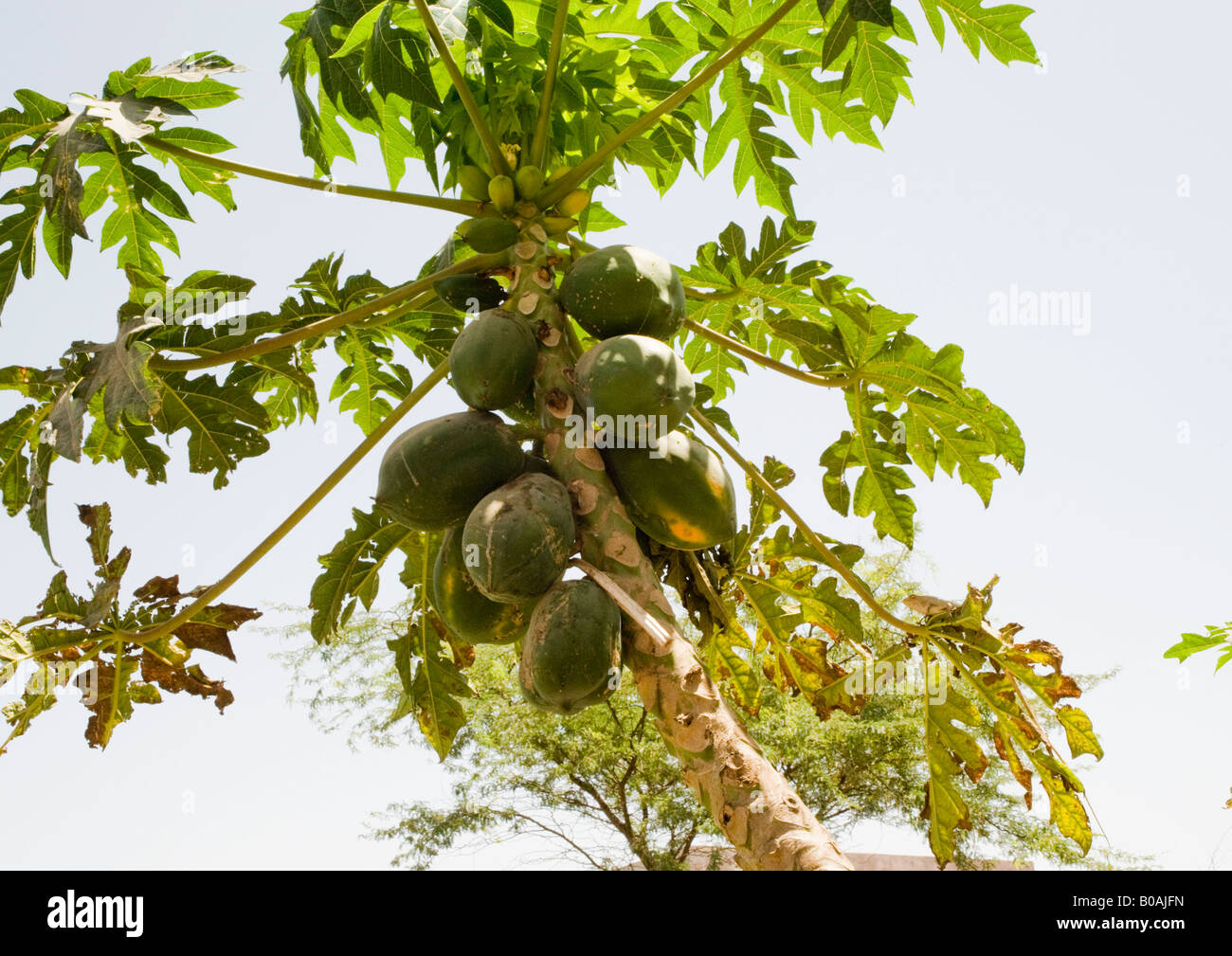 Papaya tree with immature fruits on its trunk and large leaves confined ...