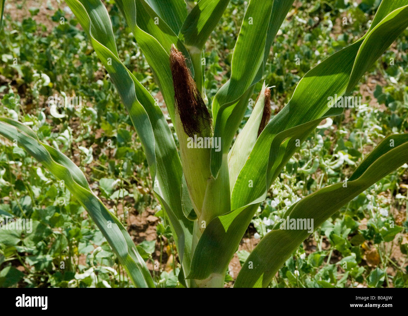 Maize plants growing with radish Moola and climbing green beans called ...