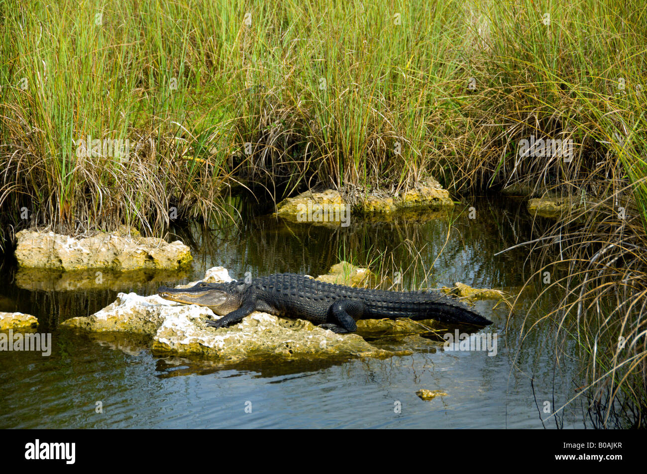 An American alligator sunning in the Evergalades National Park Florida ...